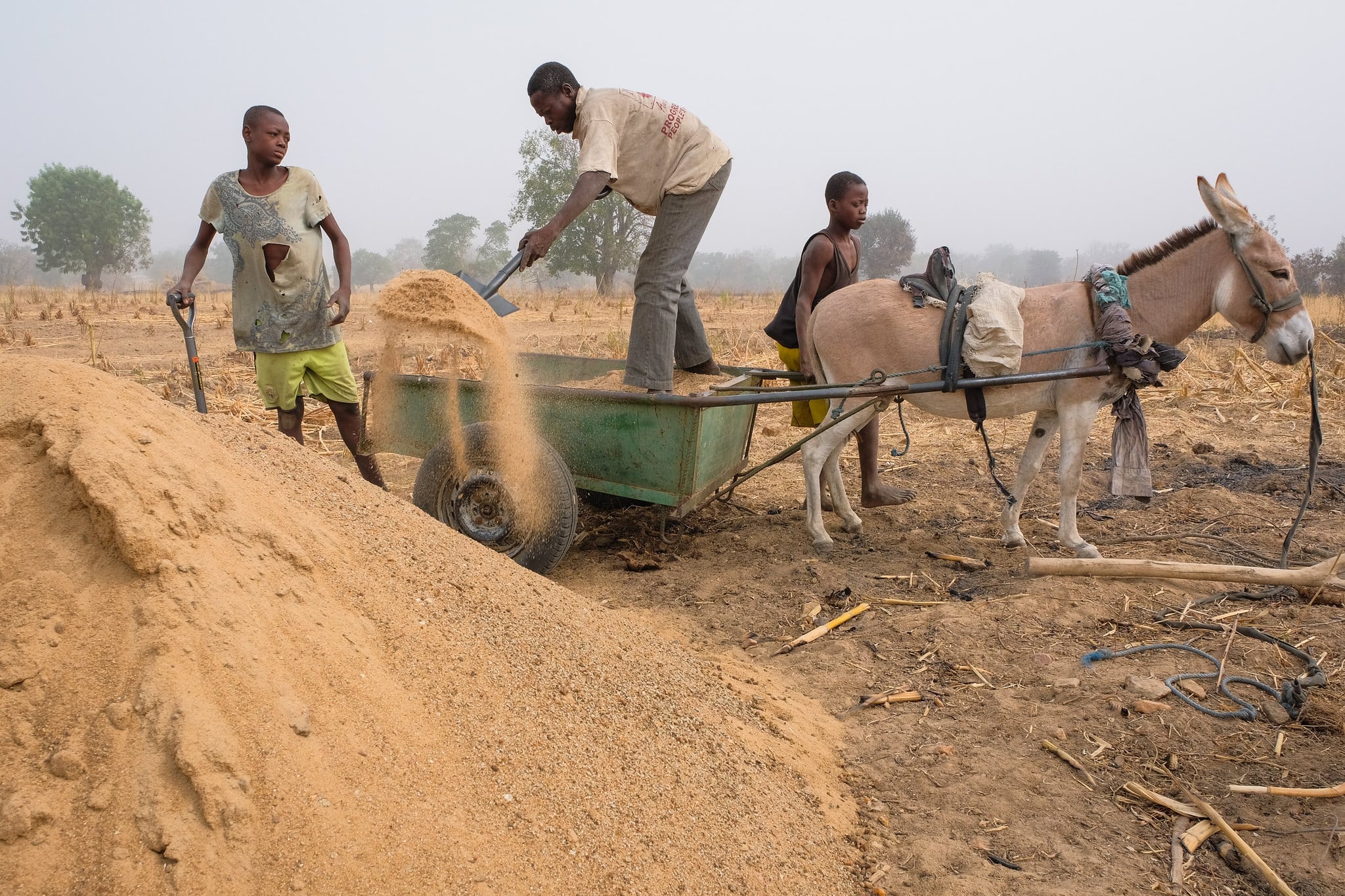 La mano della Cina sugli asini africani, commercio a doppio taglio